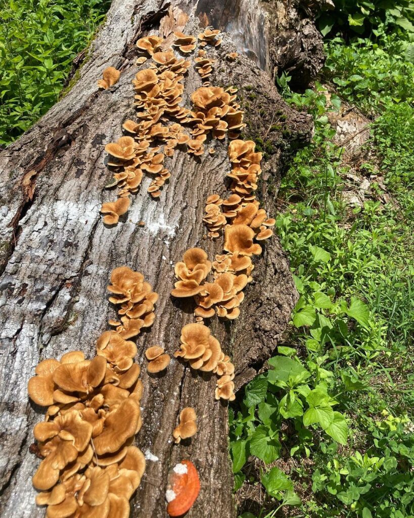 Mushroom that Looks like a Flower [15 Handpicked Ones]