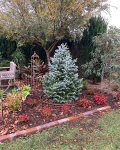 The Blues Weeping Colorado Spruce [7+ Easy Conifer Care Tips]