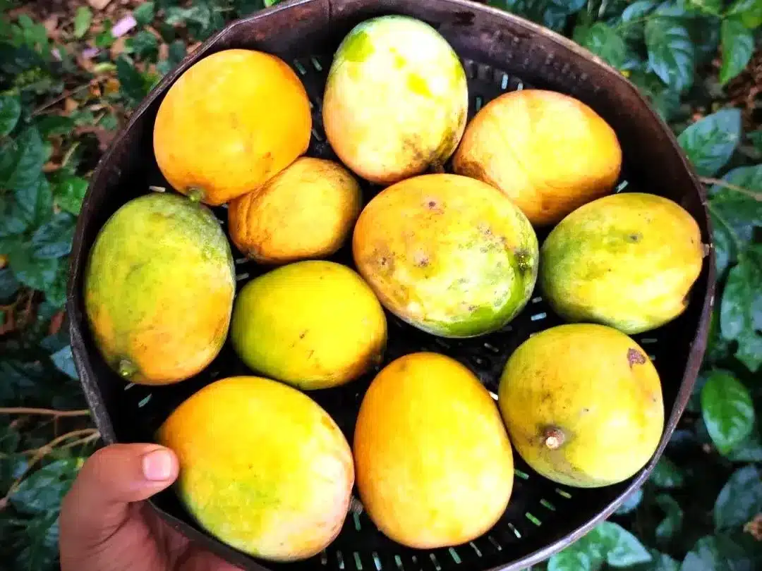 Is Mango A Stone Fruit? [Confusion Solved!]