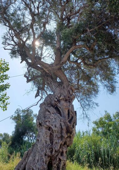 Trees With Faces: Illusion Or Reality? [Top 5 List]