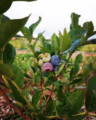 Blueberry Soil Requirements: Everything You Need to Know