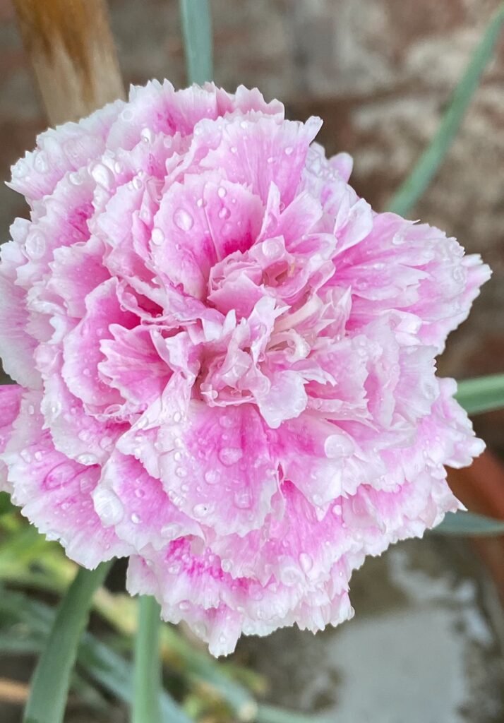Flowers That Look Like Ranunculus [Best 9+ Exotic Ones]