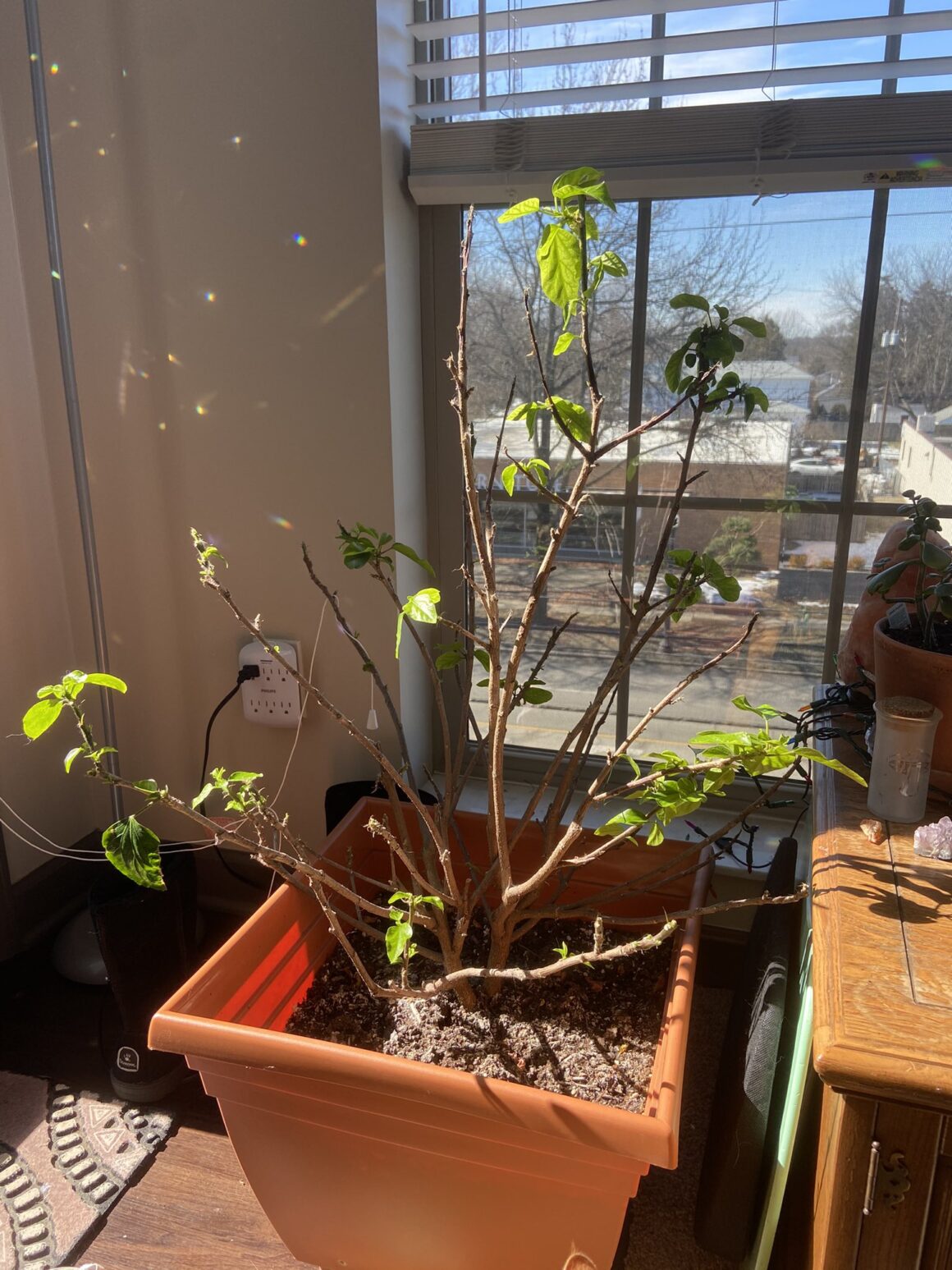 Is My Hibiscus Dead Or Dormant? [3+ Best Ways To Tell]