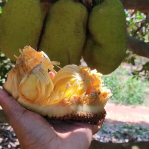Jackfruit Growing Zone [[current-year] Planting Ideas]