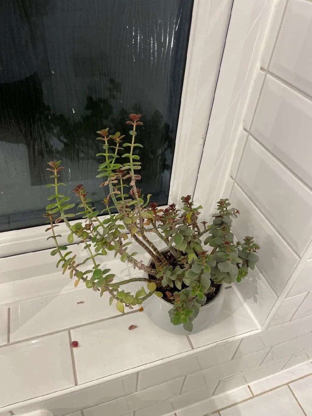 Jade Plant Light Requirements For Indoor & Outdoor Care [Revised ...