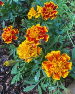 9+ Flowers That Mean Death [The Sad Resemblances!]