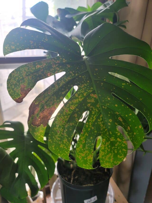Why Monstera Leaves Brown? [Problem-Solving Guide]