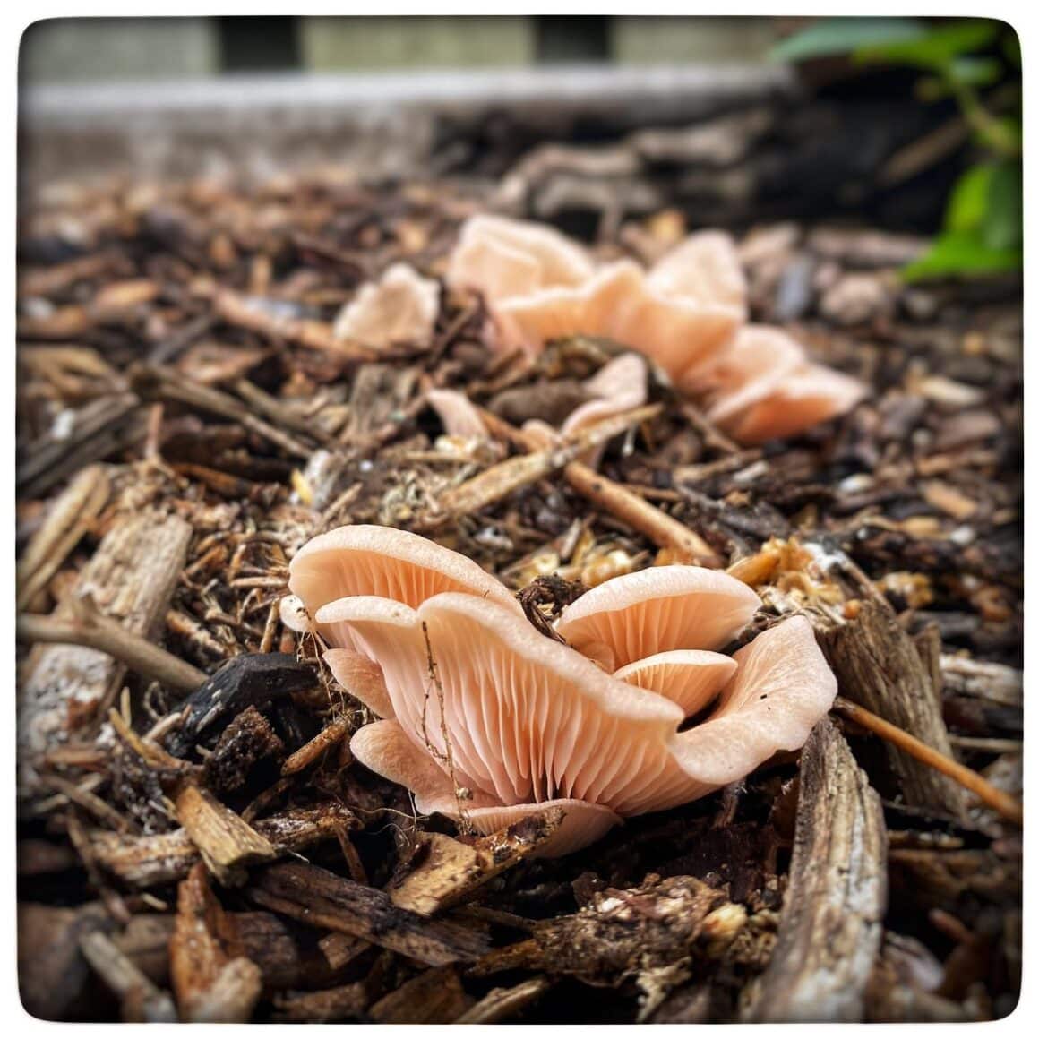 Mushroom that Looks like a Flower [15 Handpicked Ones]