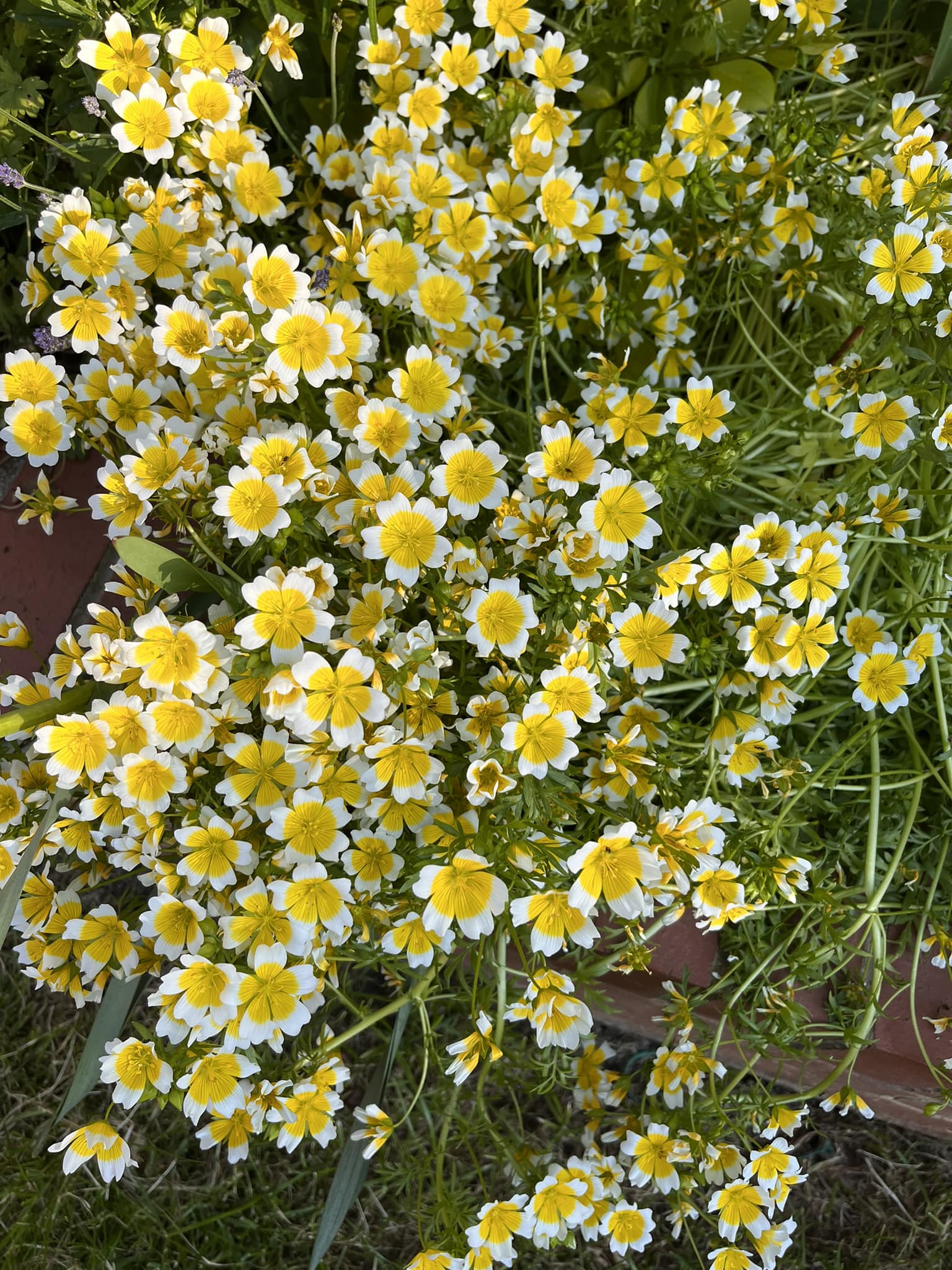 5+ Popular Plants That Look Like Eggs [And are They Edible?]