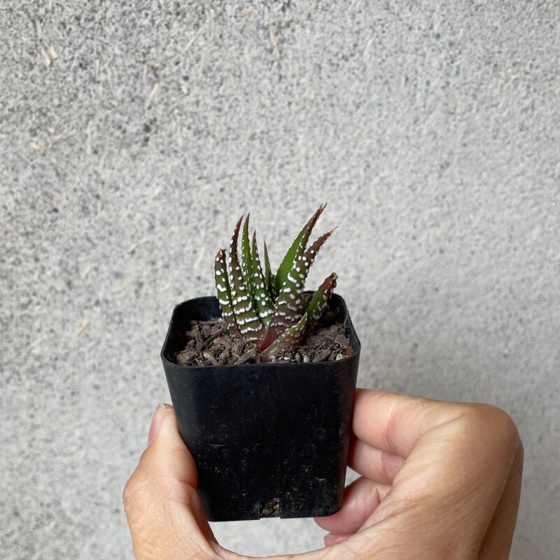 Easy Care Tips for Your Succulent Zebra Plant