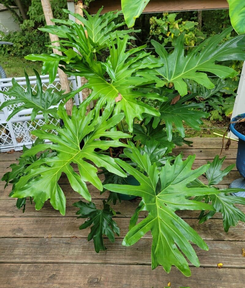 How to Propagate Split Leaf Philodendron? [3+ Simple Techniques]