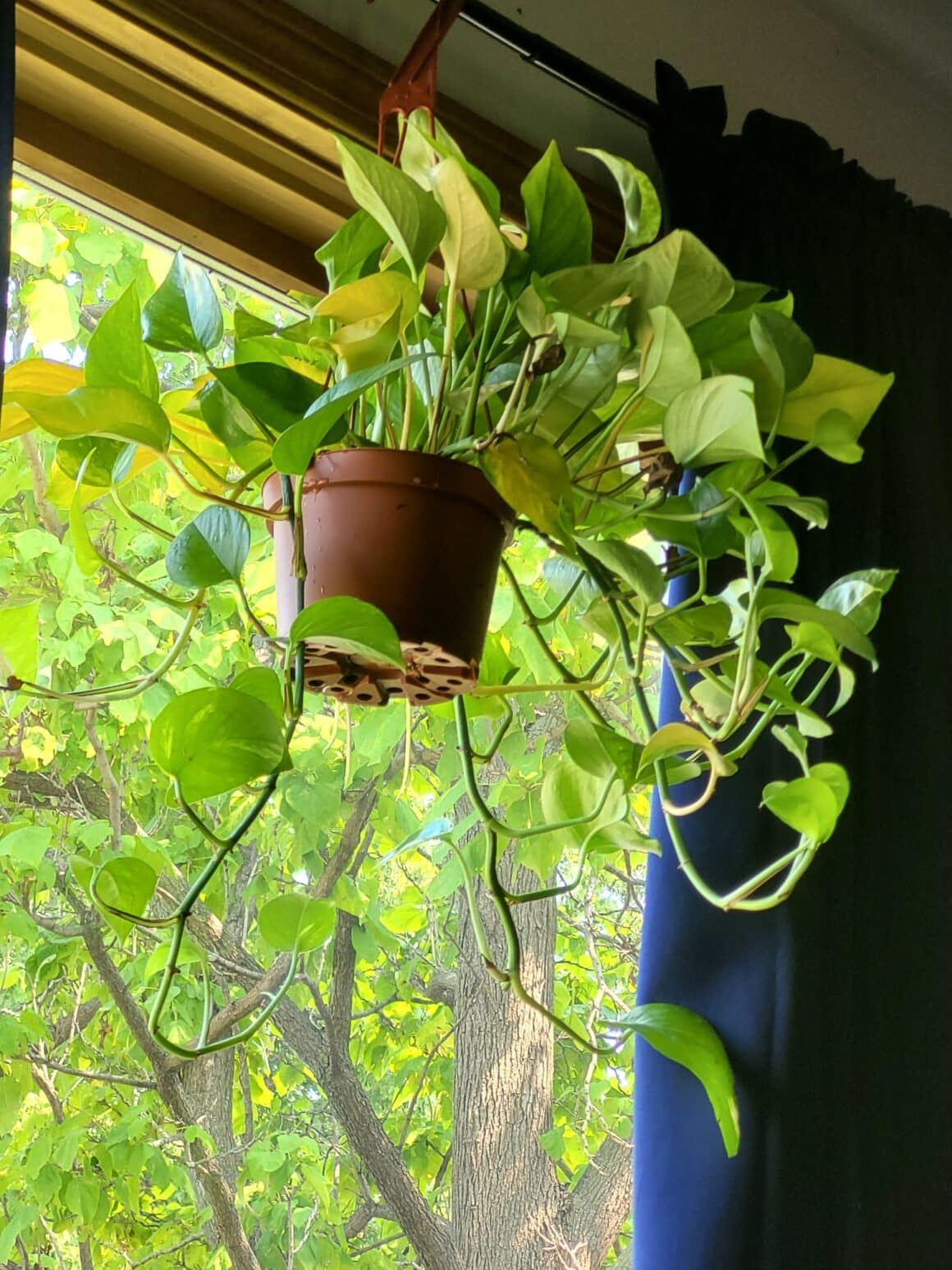 Golden Pothos Leaves Turning Yellow [5 Causes And Solutions]