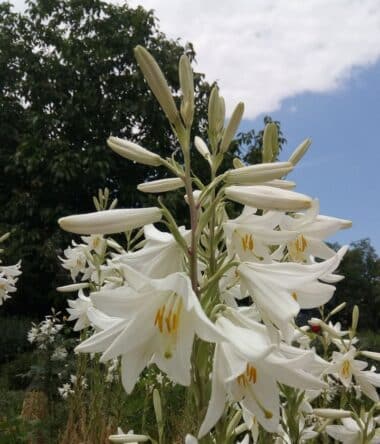Azucena Flower [Growing Zone, Meaning and Toxicity]
