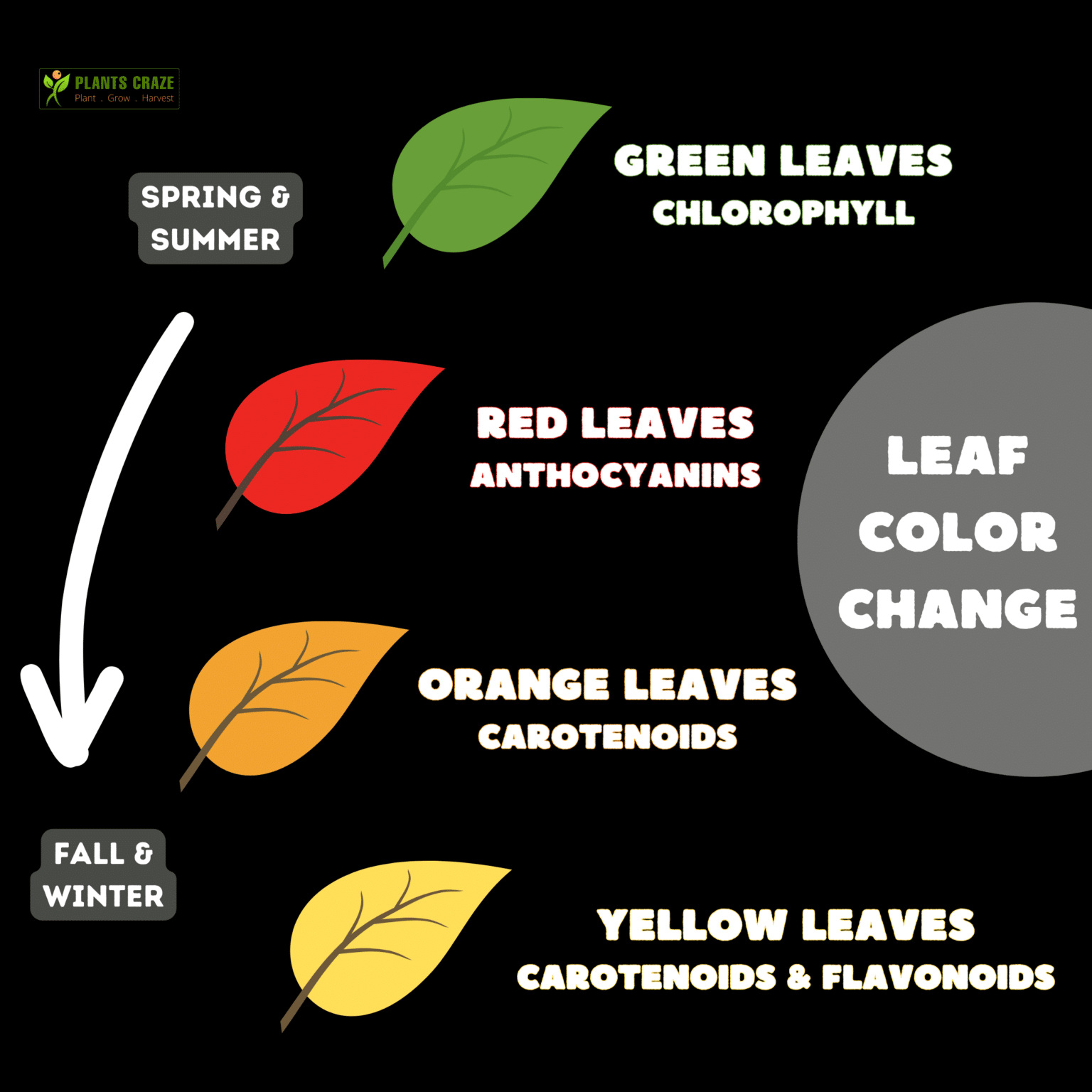 Is Leaves Changing Color A Chemical Change? [Shocking Truth]