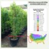 Select A Perfect Ficus Nitida Hedge Zone [Easy Growing Guide]