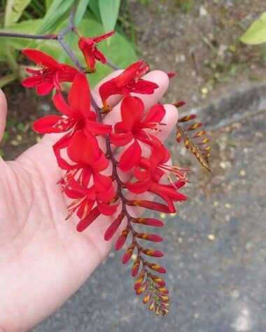 Crocosmia Bloom Time [5 Major Factors Affecting The Period]