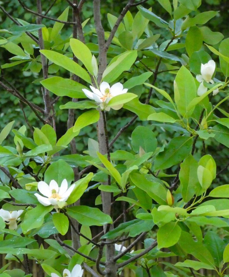 Sweetbay Magnolia Growth Rate [OMG, it is THAT fast?!]