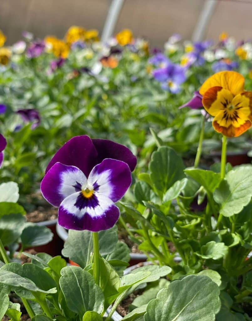 Flowers That Look Like People 5 Wonders That Occur Naturally