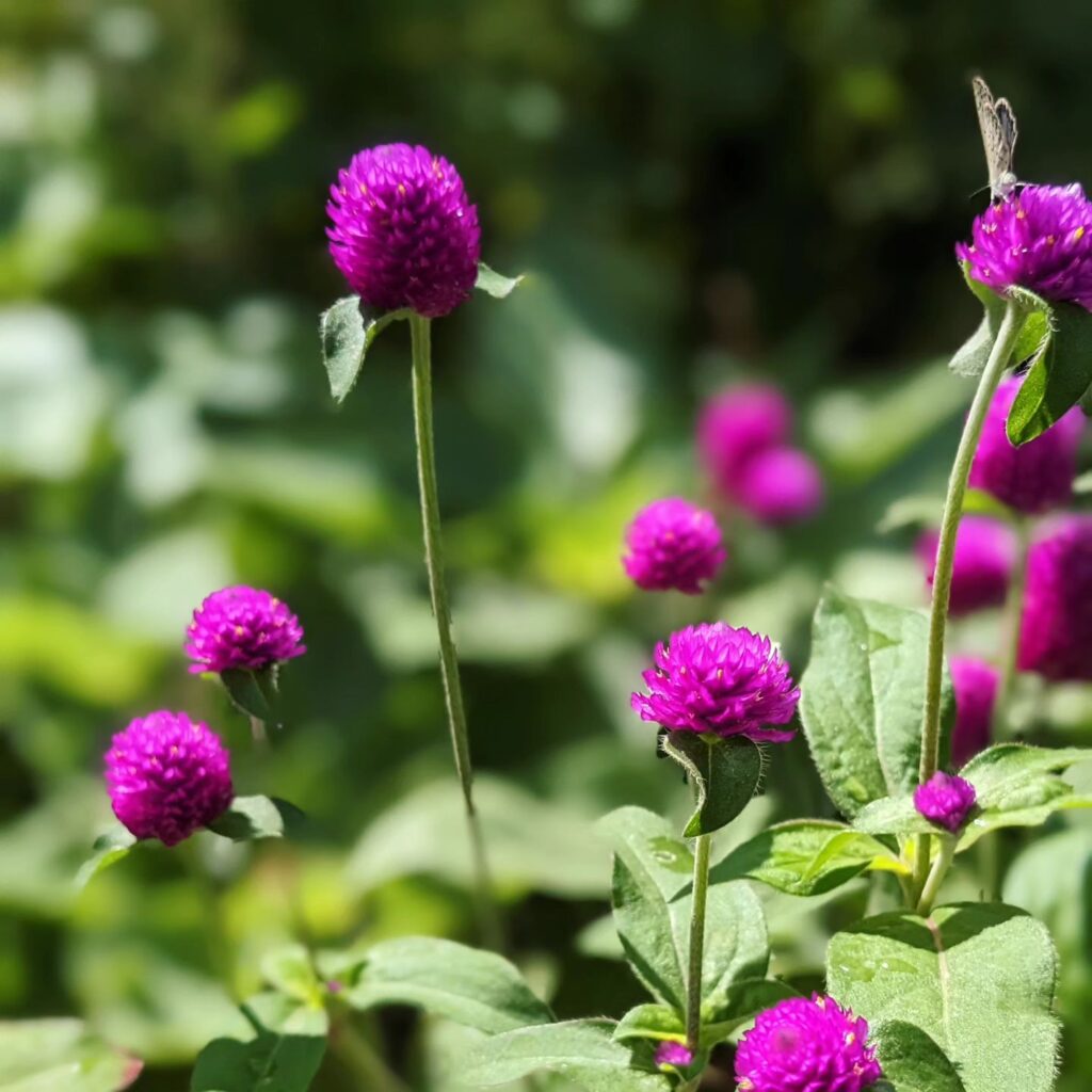 Top 10 Flowers That Look Like Pom Poms | List Of Floral Wonders