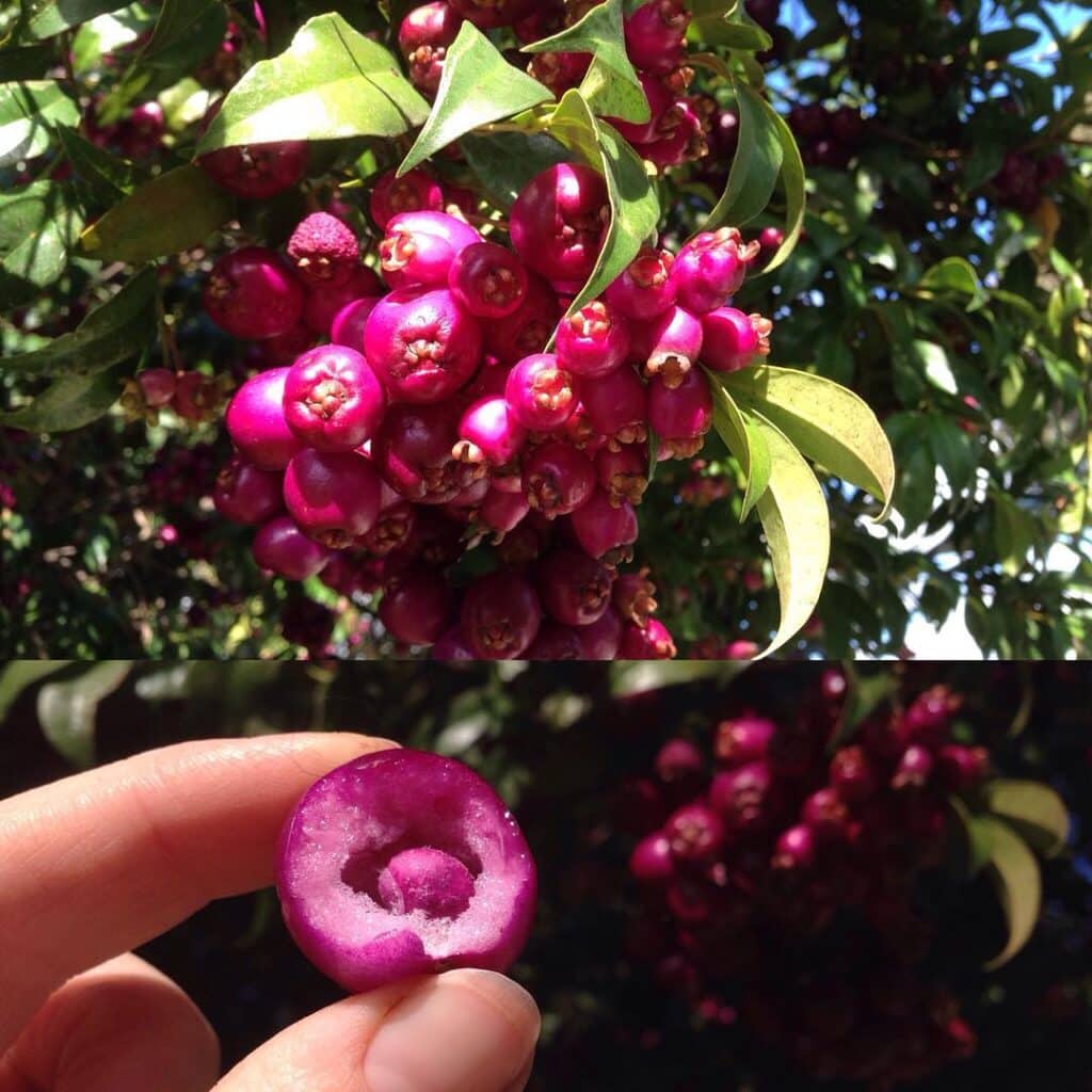 Lilly Pilly Fruit: Flamboyant Superfood [With Secrets To Harvest]