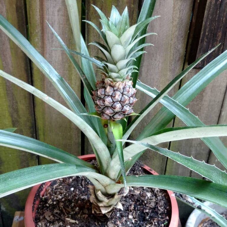 Is Pineapple A Tree Or Bush? [3 Ways to Grow Them]