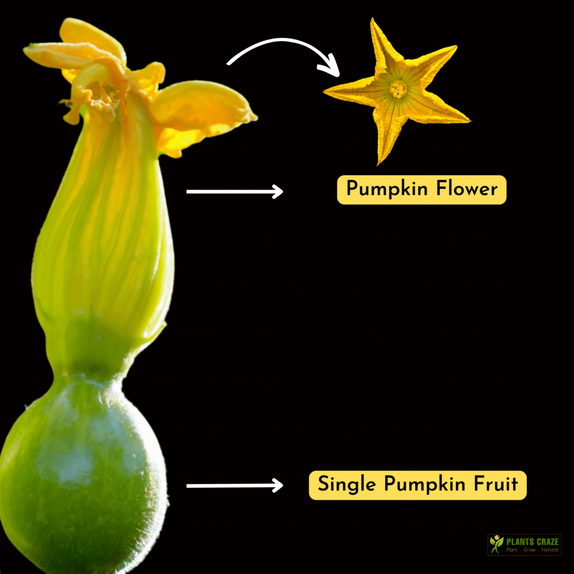 Are Pumpkins Berries? [101 Concrete Facts and Benefits]