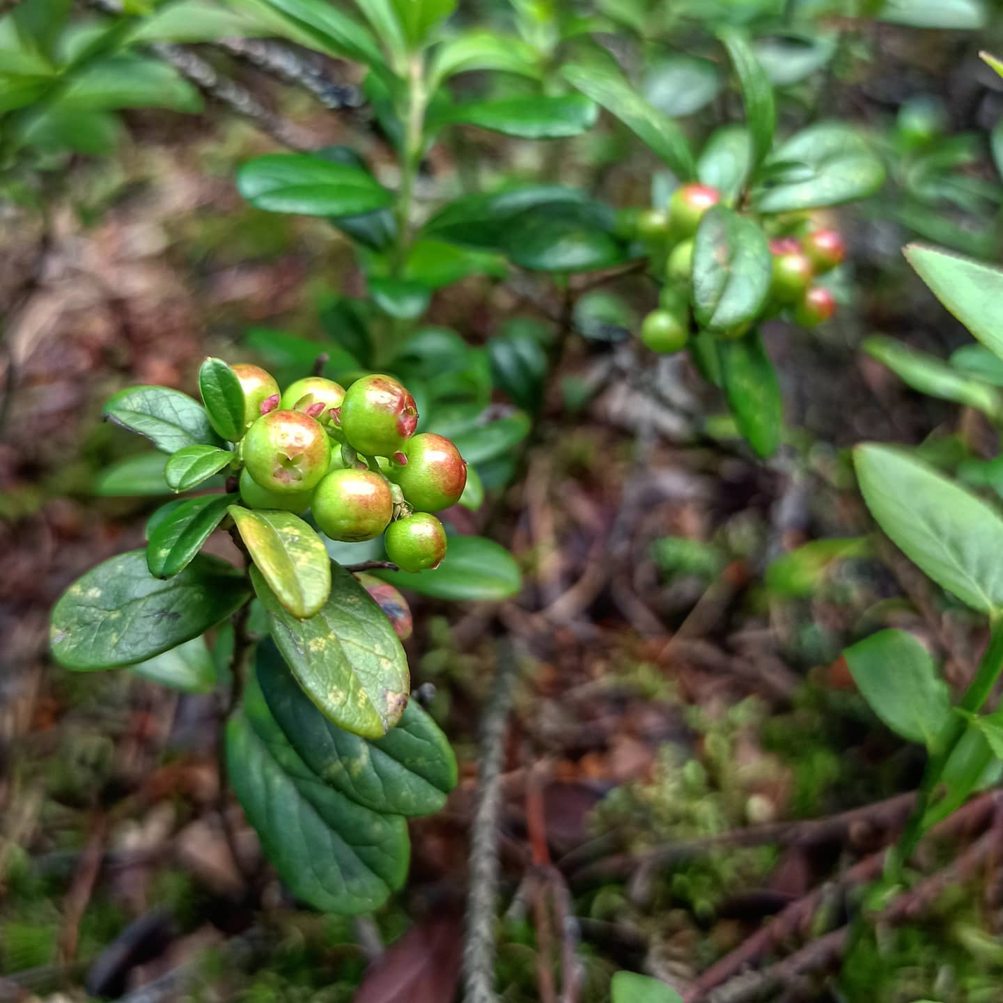 My Fruit Is Not Ripening - Reasons? [2 Ways To Ripen Fruits]