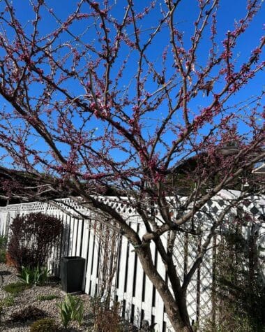 Eastern Redbud Tree Pros and Cons [Top 7+ Key Points To Know]