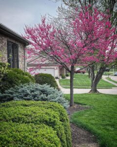 Eastern Redbud Tree Pros and Cons [Top 7+ Key Points To Know]