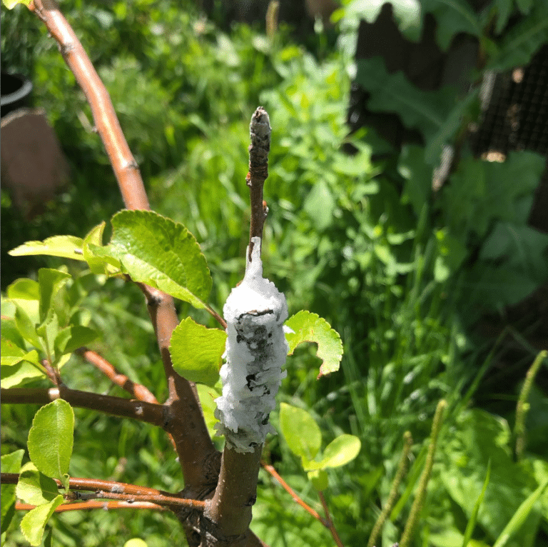 How To Grow Apple Tree From Apple? [The Truth Behind It!]