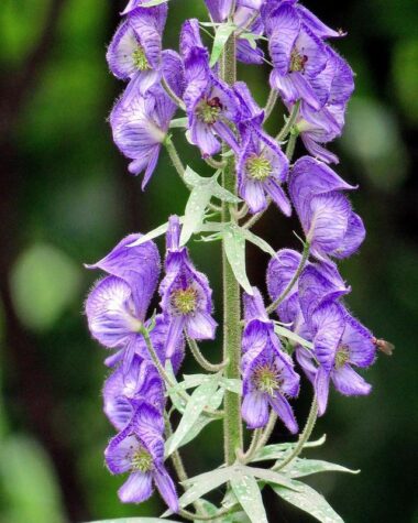 Where Does Wolfsbane Grow [Is it Toxic to You and Your Pets?]