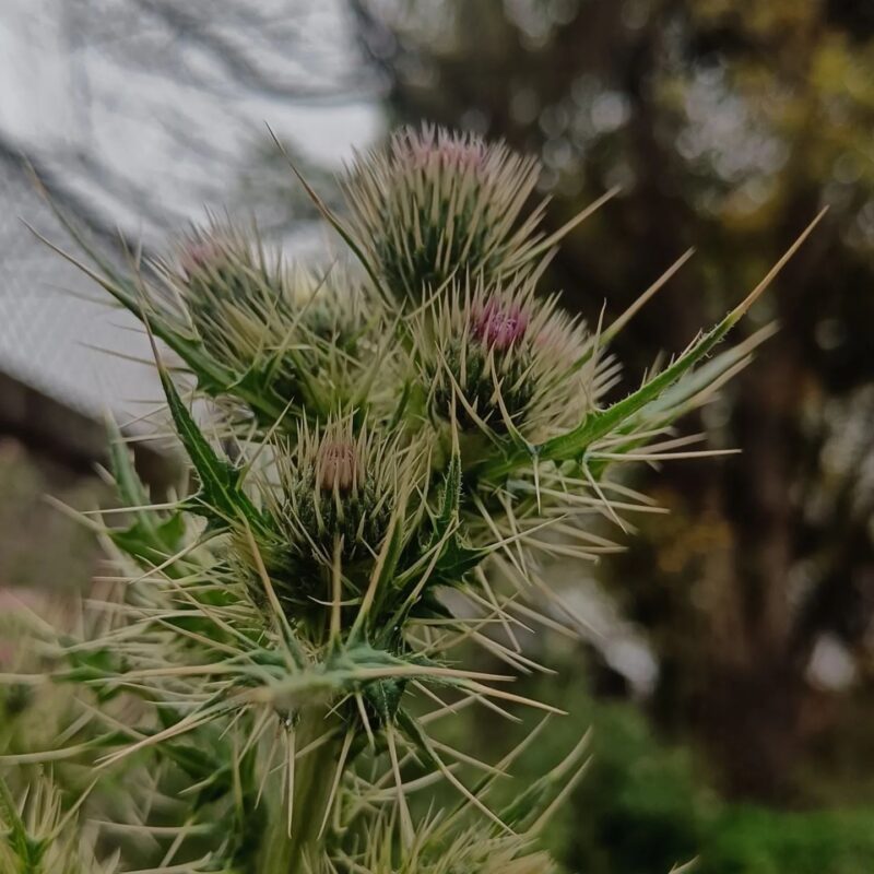 Top 5 Bull Thistle Medicinal Uses You Must Know