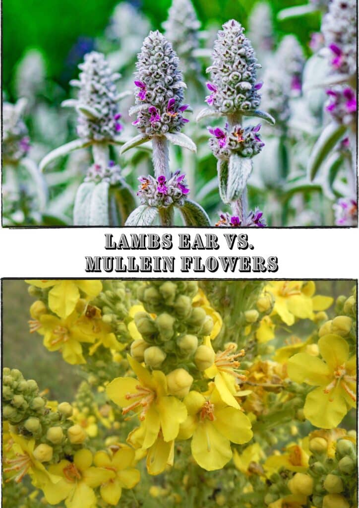 Lambs Ear vs Mullein [5 Key Differences That Will Shock You!]