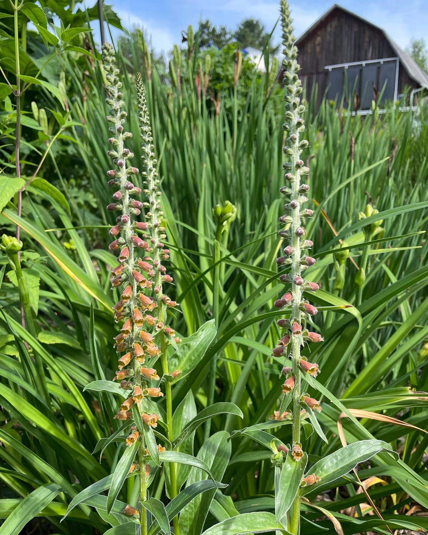 Is Foxglove Poisonous To Cats? [Symptom, Prevention and Cure]