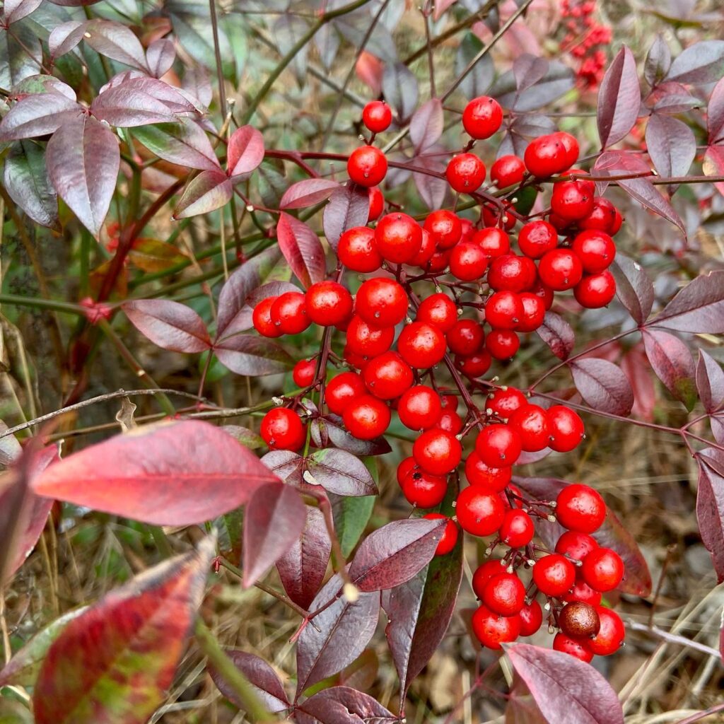 5+ Dwarf Nandina Varieties From Australia & Texas| Nandina Plants