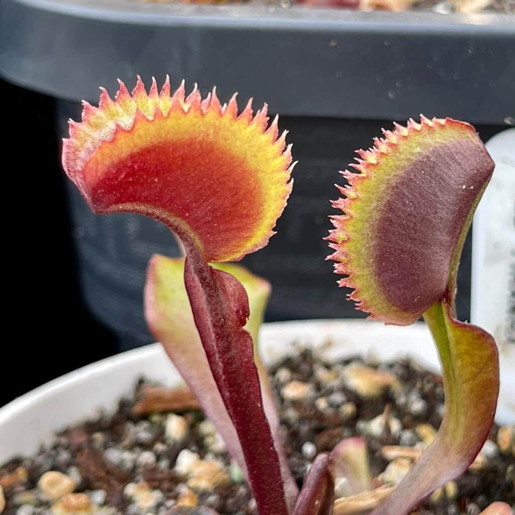 5+ Plants That Look Like Insects [List For Your Garden]