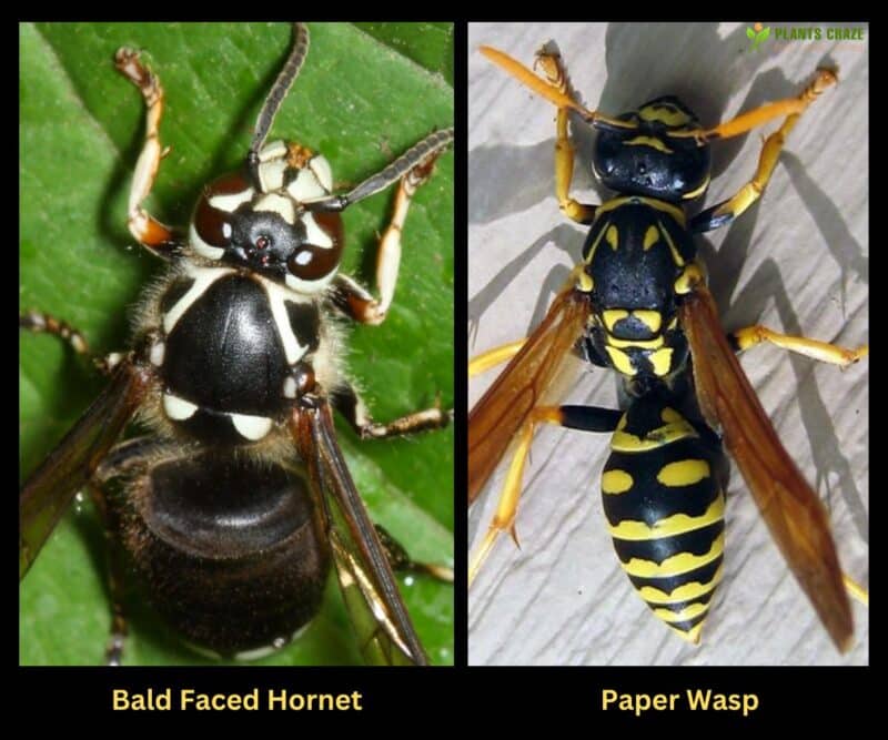 Bald Faced Hornet Vs Paper Wasp: 5 Differences To Tell