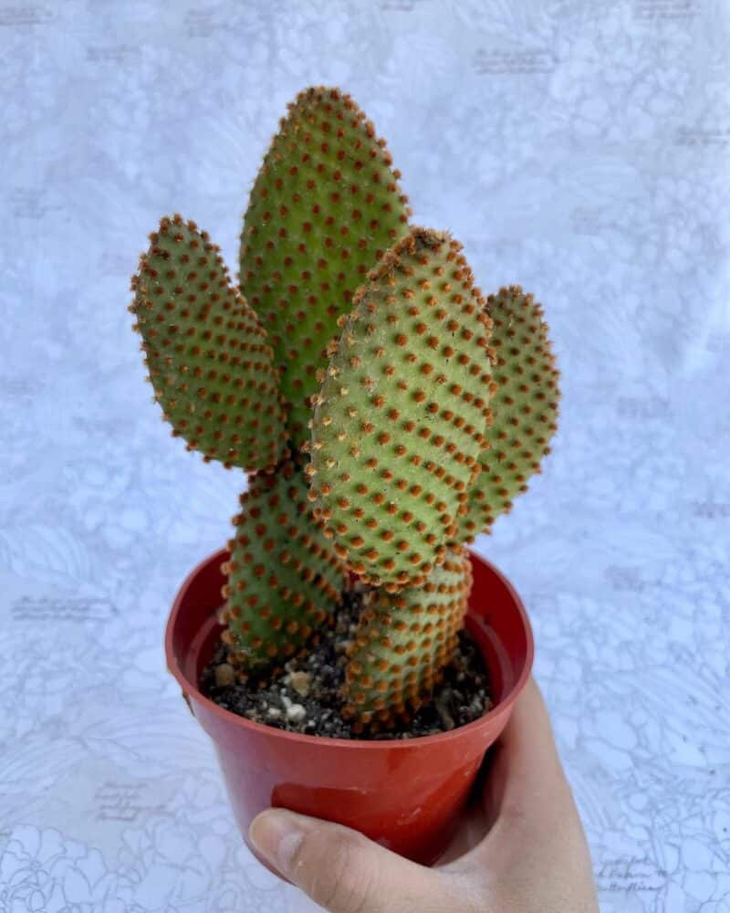 Top 10 Best Cactus Varieties Without Spines [With Care Tips]