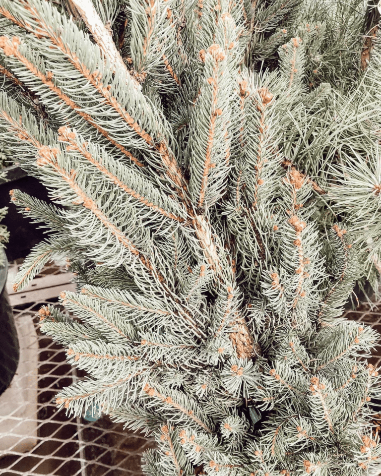 Growing Columnar Norway Spruce [Top 5 Fantastic Care Tips]