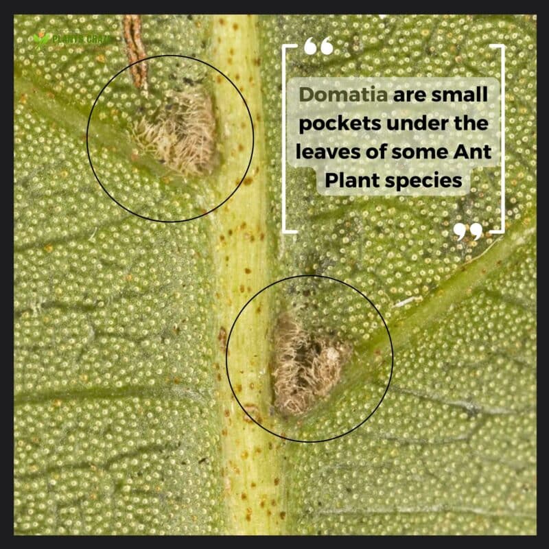 [Top 5] Ant Plant Flower Varieties To Know For Gardening