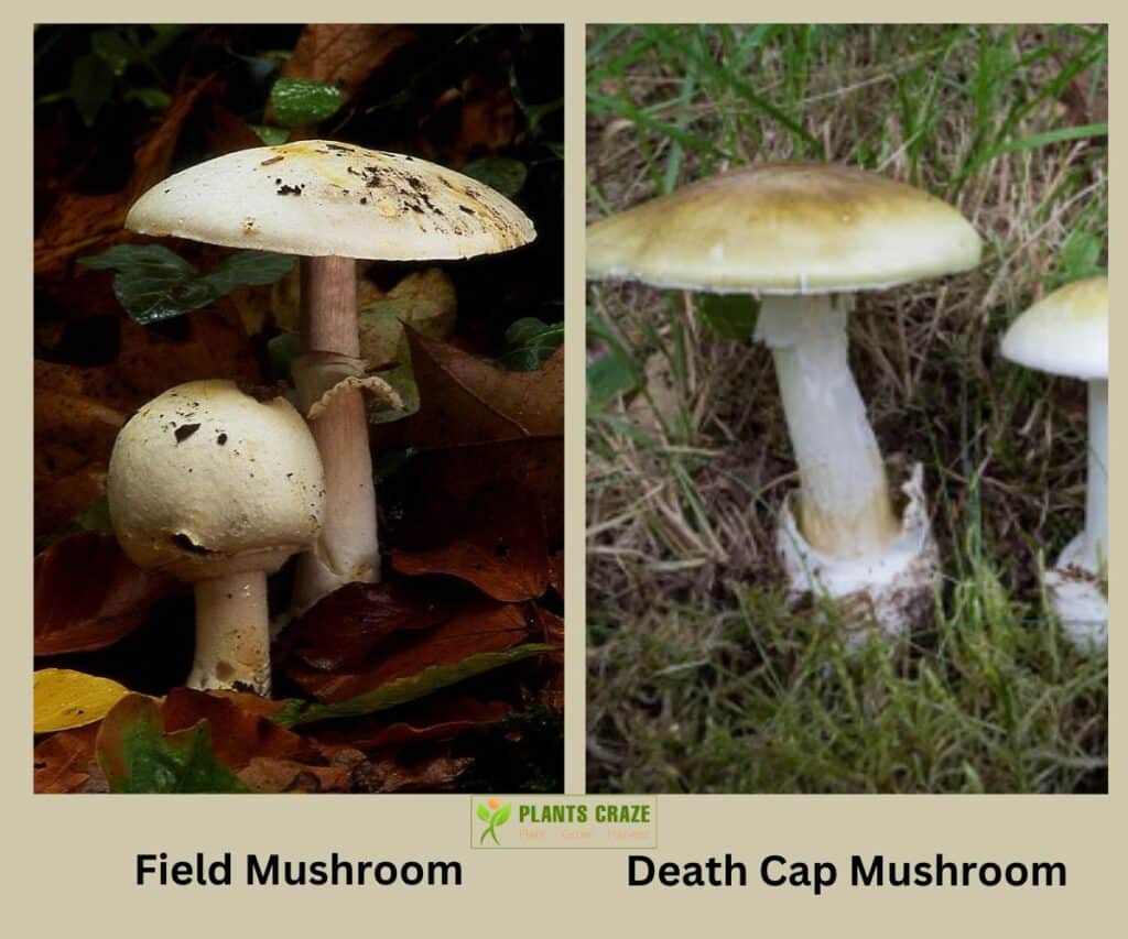 Death Cap Vs Field Mushroom: Key Differences For Safety