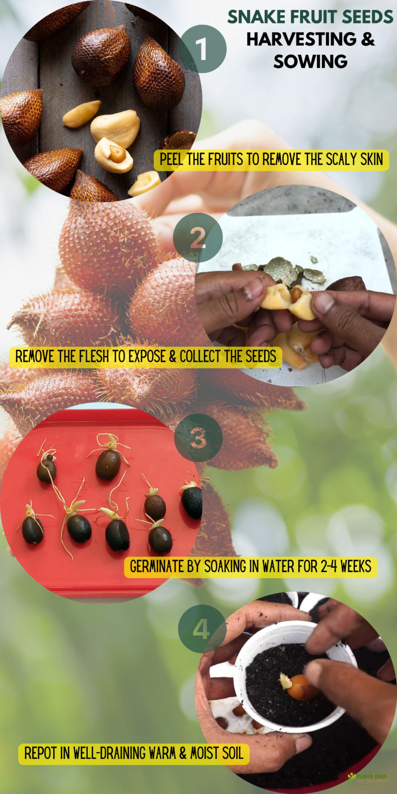 How To Grow Snake Fruit | Are The Seeds Worth Sowing?
