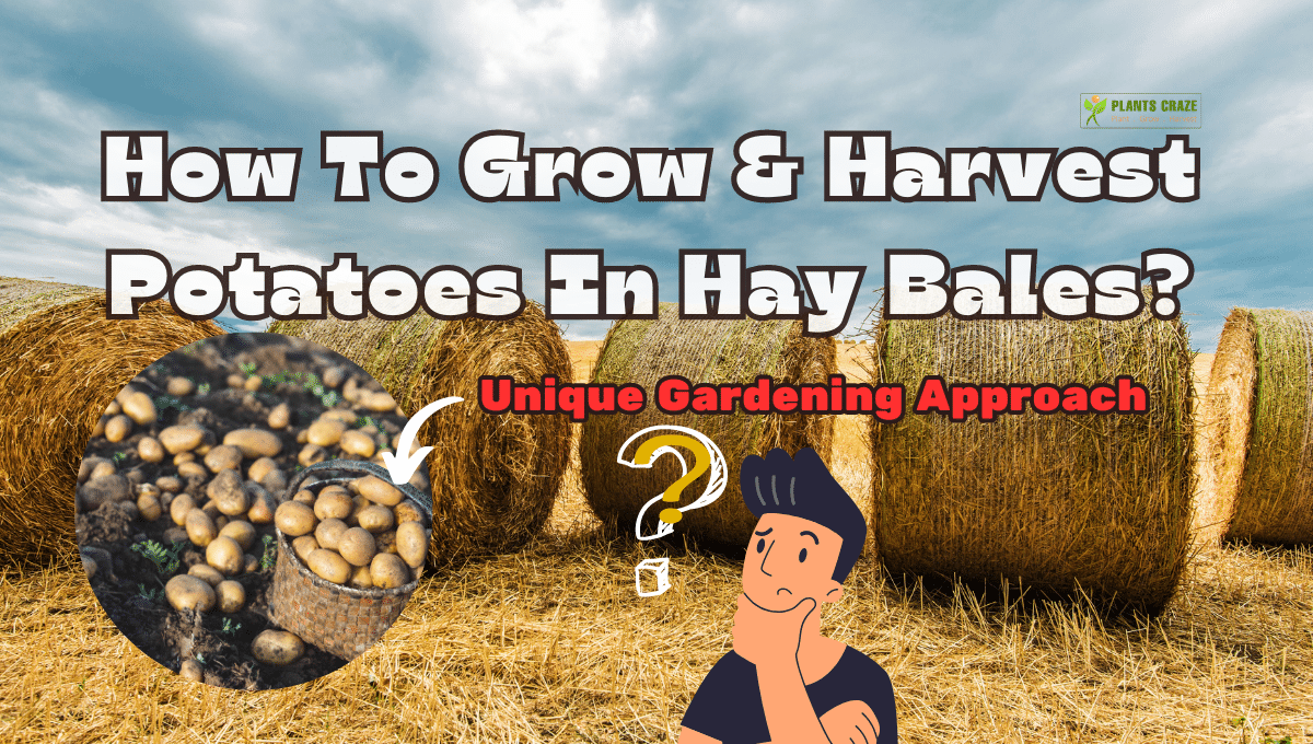 Hay Bale Gardening Potatoes: Grow & Harvest Guide [current-year]