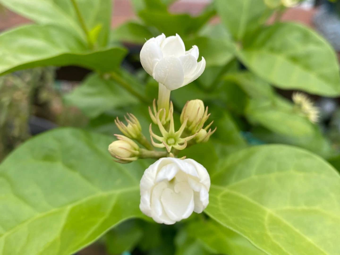 Jasmine Smell Meaning At Night 5 Things To Know