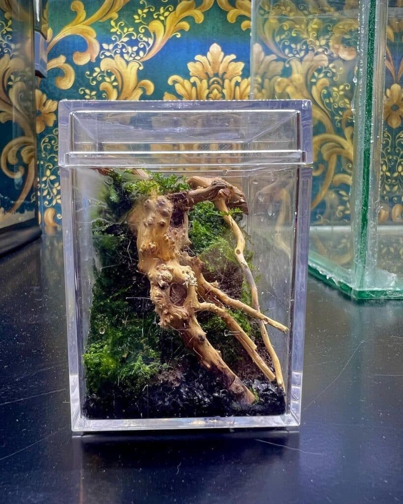 Attaching Java Moss To Driftwood: Guide For Miniature Gardening