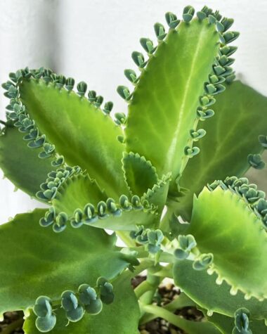 [Top 10] Miracle Leaf Benefits To Know Early