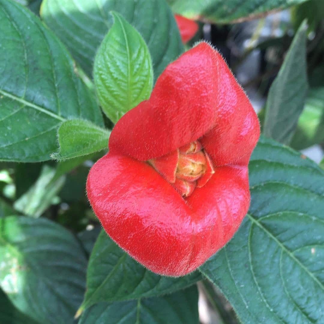 Kiss Flower: Things To Know About Unique Flower