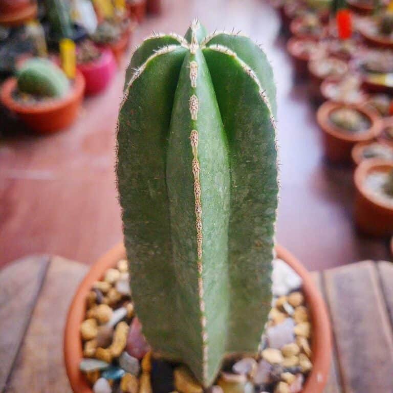 Top 10 Best Cactus Varieties Without Spines [With Care Tips]