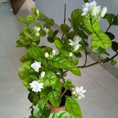 Mogra Flower | Best Tips to Grow & Harvest Mogra