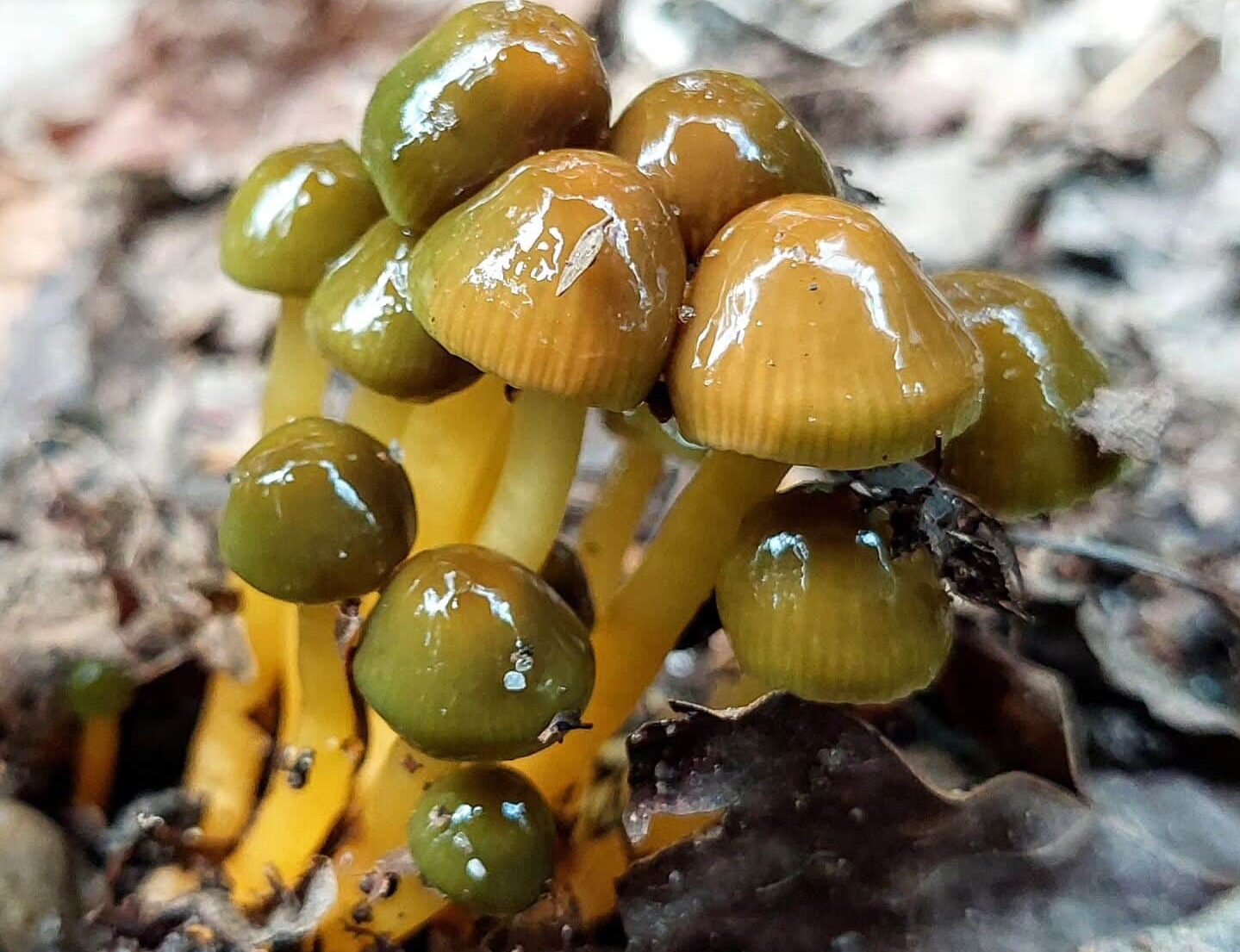 Is Parrot Waxcap Mushroom Psychedelic? [Mycological Debate]